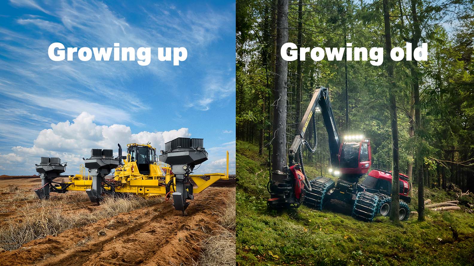 How can trees be planted more efficiently to combat global warming ...